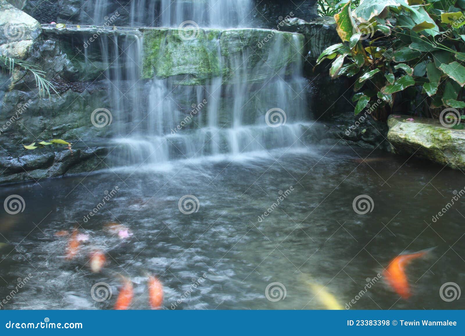 Waterfall Over the Fancy Carp Pond Stock Photo - Image of water, carp ...