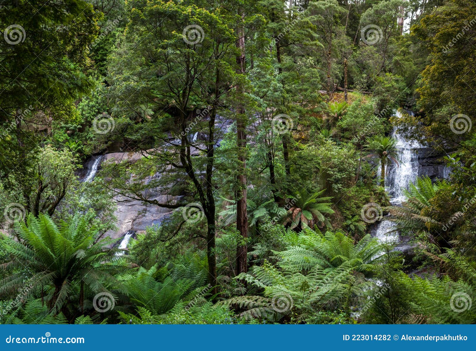Waterfall in the Overgrown Lush Rainforest Stock Photo - Image of tree ...