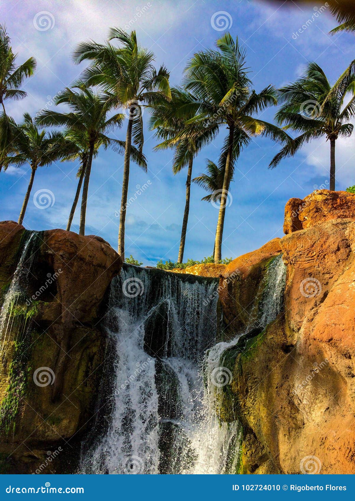 Waterfall with palm trees stock photo. Image of gorgeous - 102724010