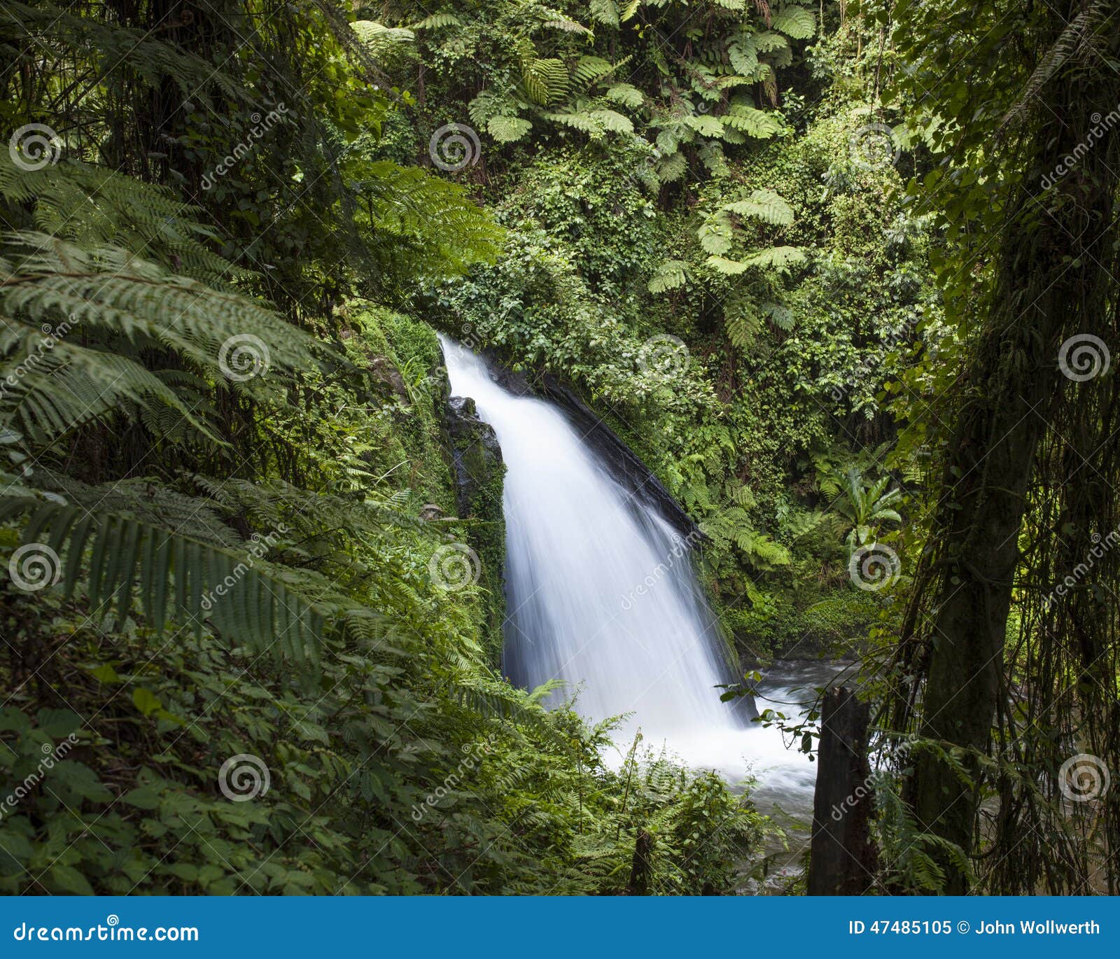 Waterfall in rain forest stock image. Image of plant - 47485105