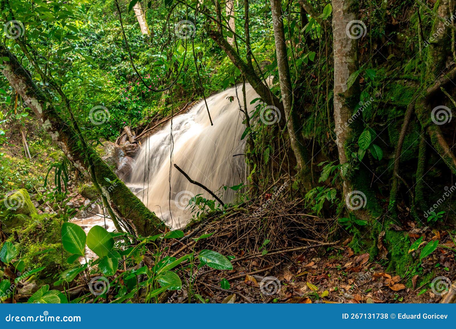 Waterfall with Rain Water in the Rain Forest Stock Photo - Image of ...