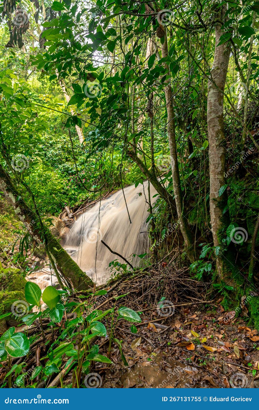 Waterfall with Rain Water in the Rain Forest Stock Image - Image of ...