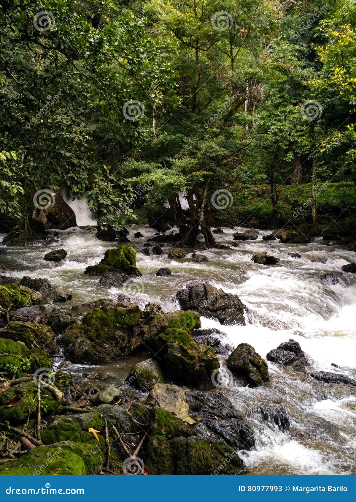 Waterfall rane forest stock image. Image of phang, thailand - 80977993