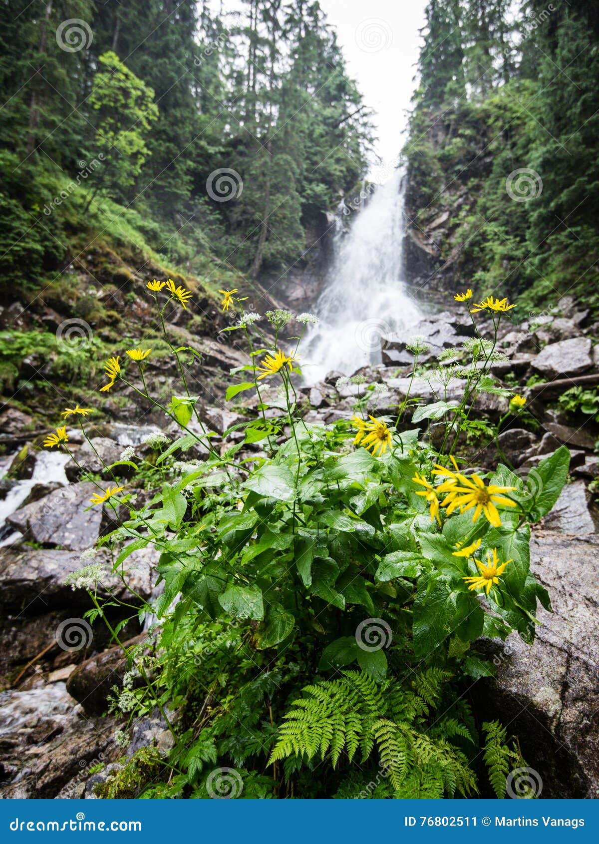 Waterfall from ravine stock image. Image of waterfall - 76802511
