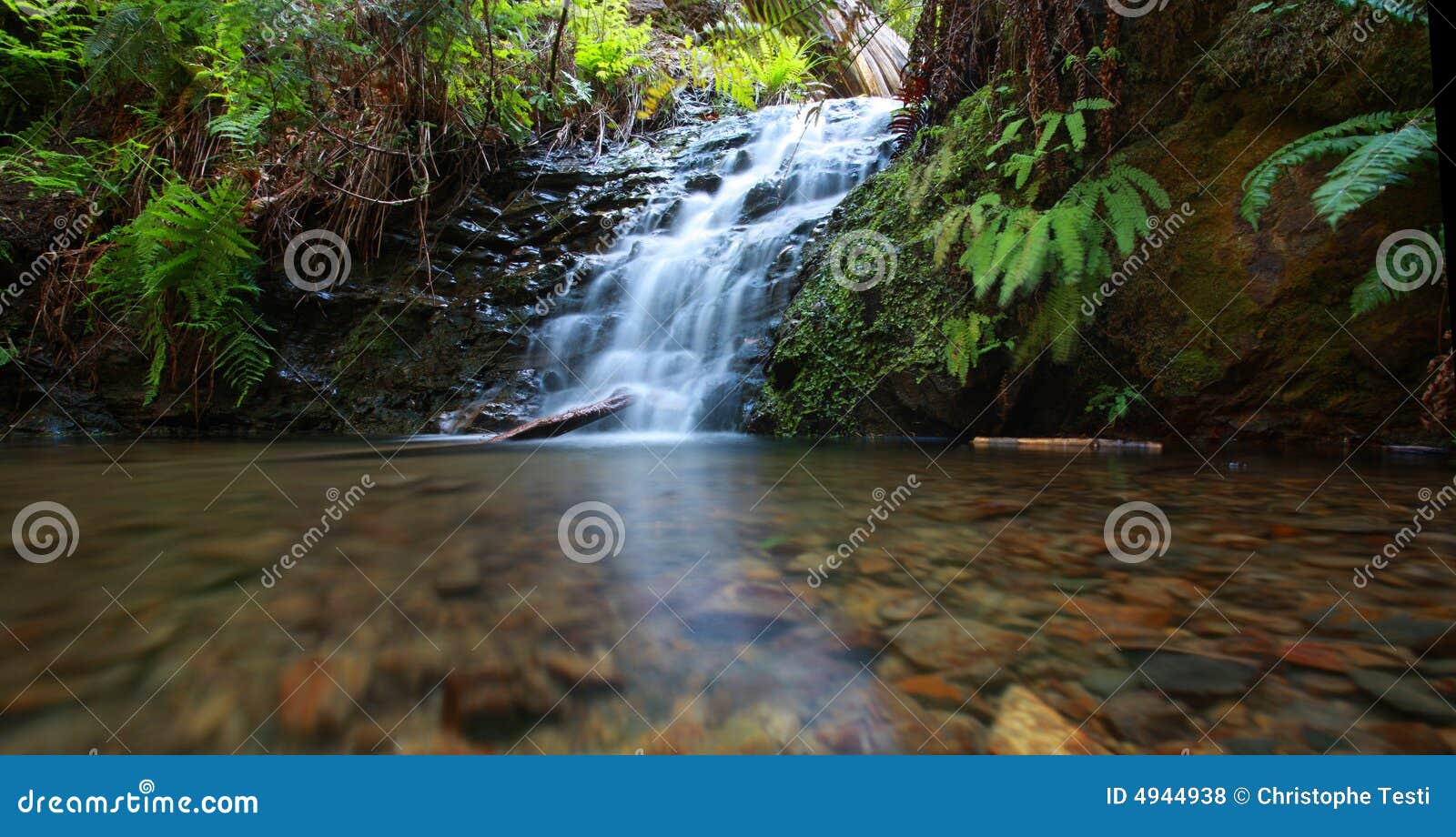 Waterfall in Redwood Forest Stock Photo - Image of leaf, falling: 4944938