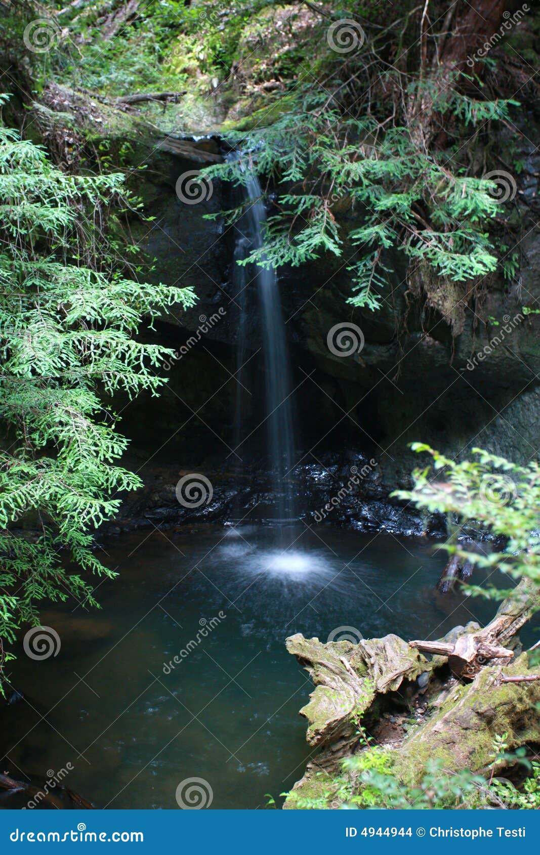 Waterfall in Redwood Forest Stock Photo - Image of motion, harmony: 4944944