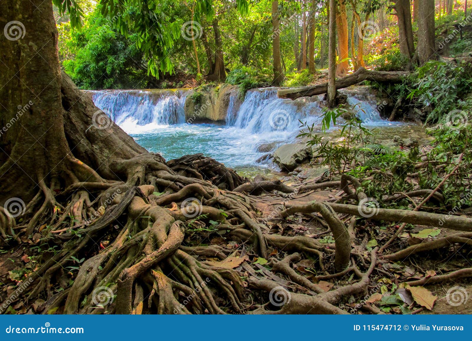 Waterfall Run on the Rocks in the Jungle Tree Roots in the Foreground ...