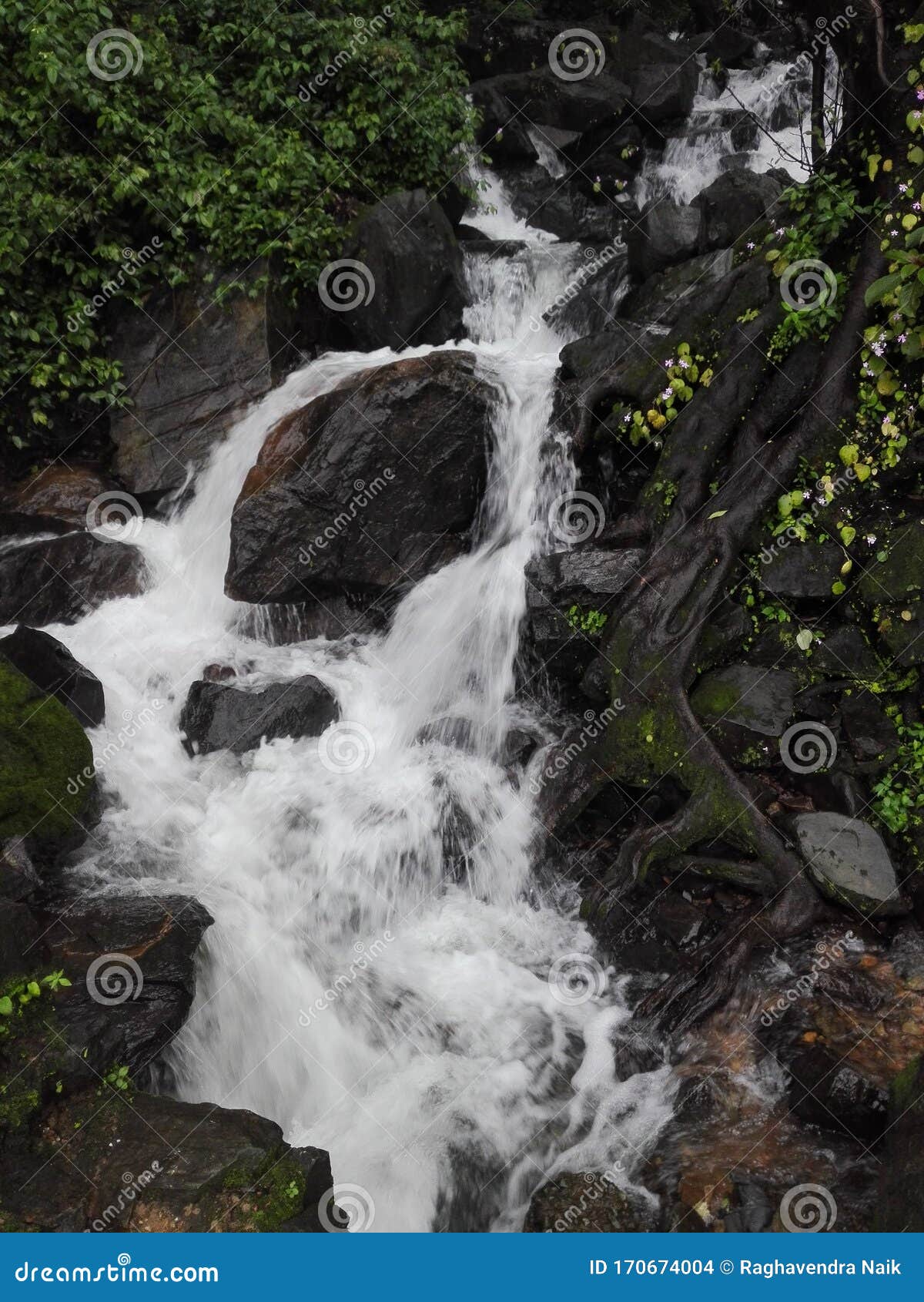 Waterfall Scenes Border Way of Goa Stock Photo - Image of waterfall ...
