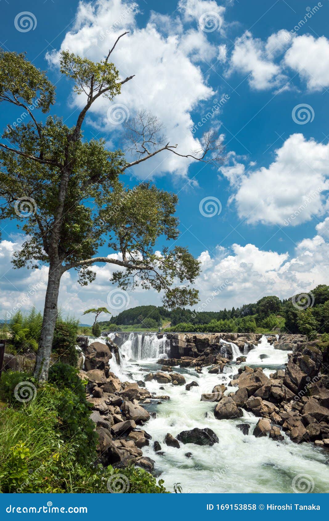 Waterfall Side of Tall Tree Stock Photo - Image of water, landscape ...