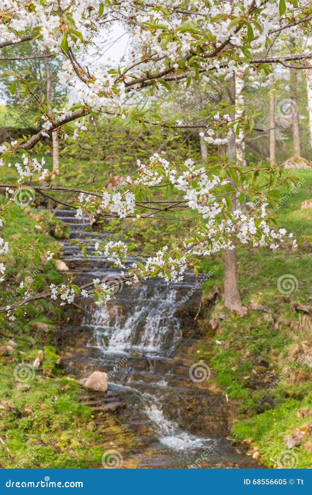 Waterfall in spring stock image. Image of ravine, branch - 68556605