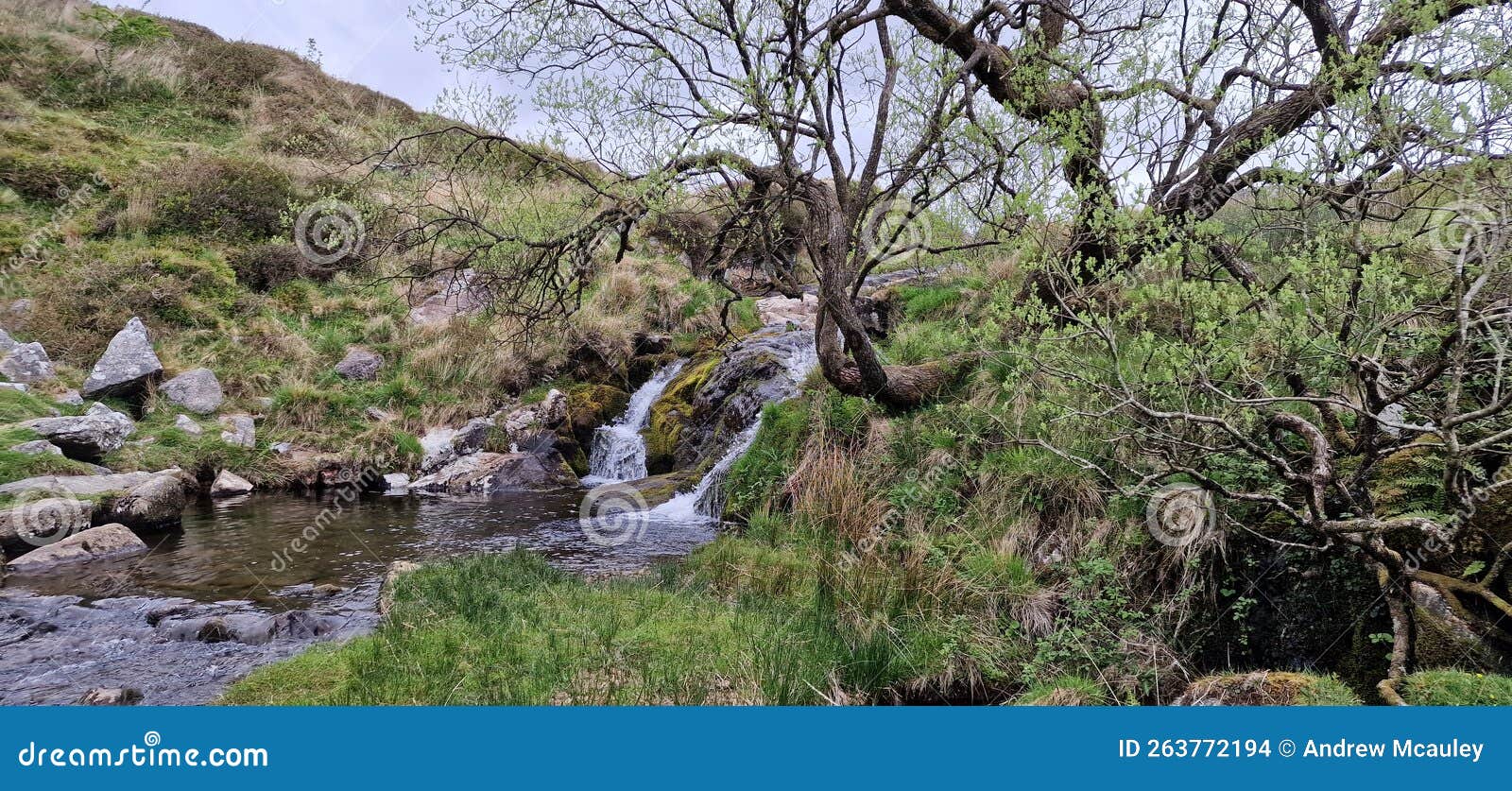 Dartmoor waterfall stock photo. Image of nature, dartmoor - 263772194