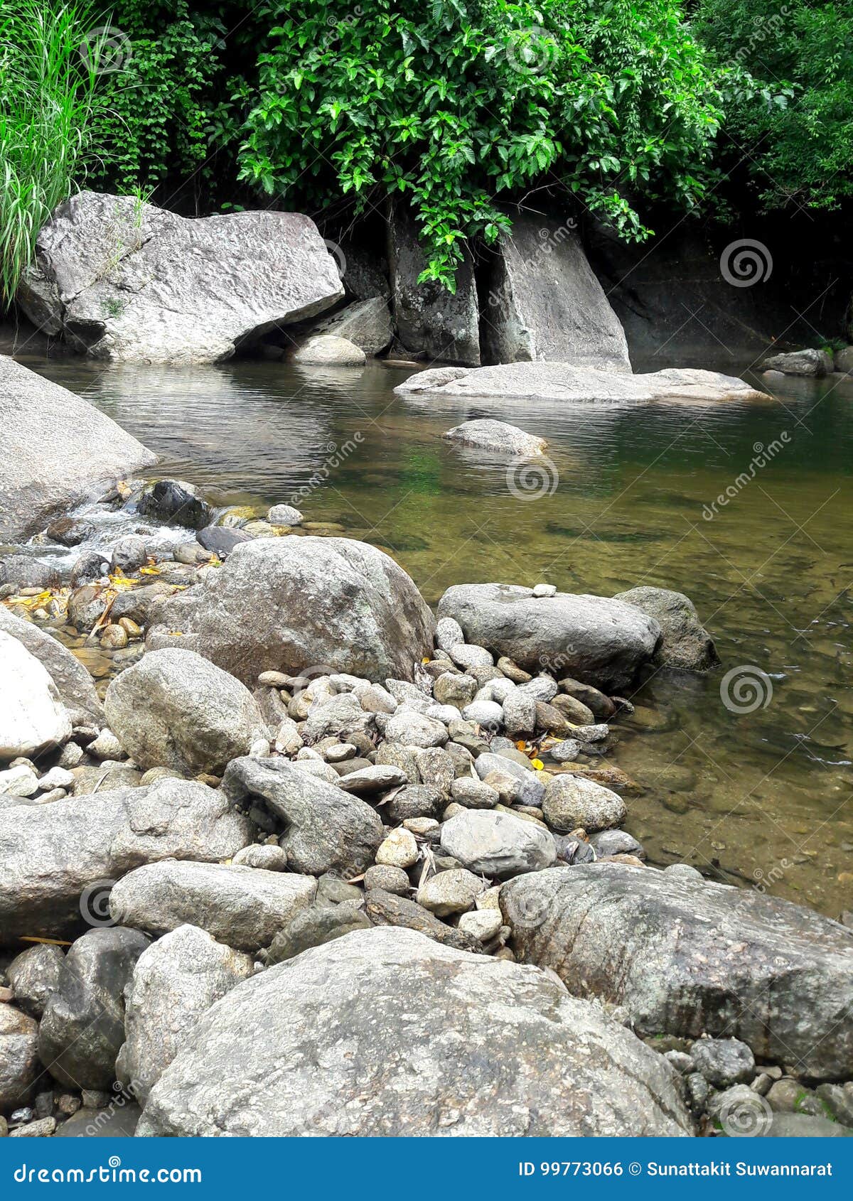 Stream in rainforest stock photo. Image of rock, landscape - 99773066