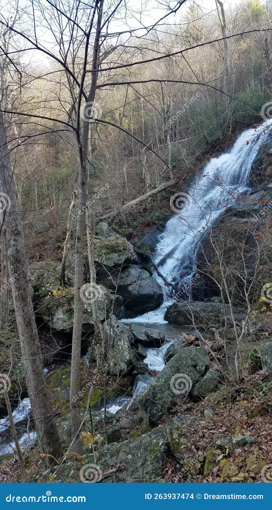 Waterfall and tree stock photo. Image of rock, woodland - 263937474