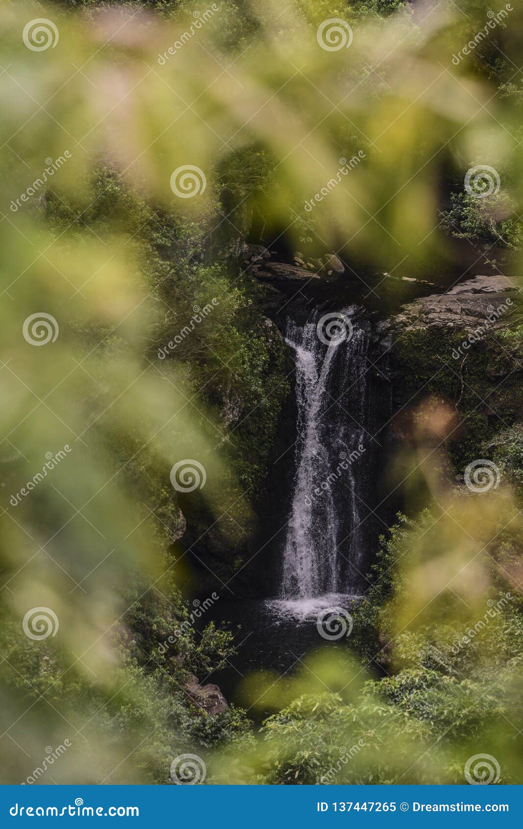 Waterfall through trees stock image. Image of hawaii - 137447265