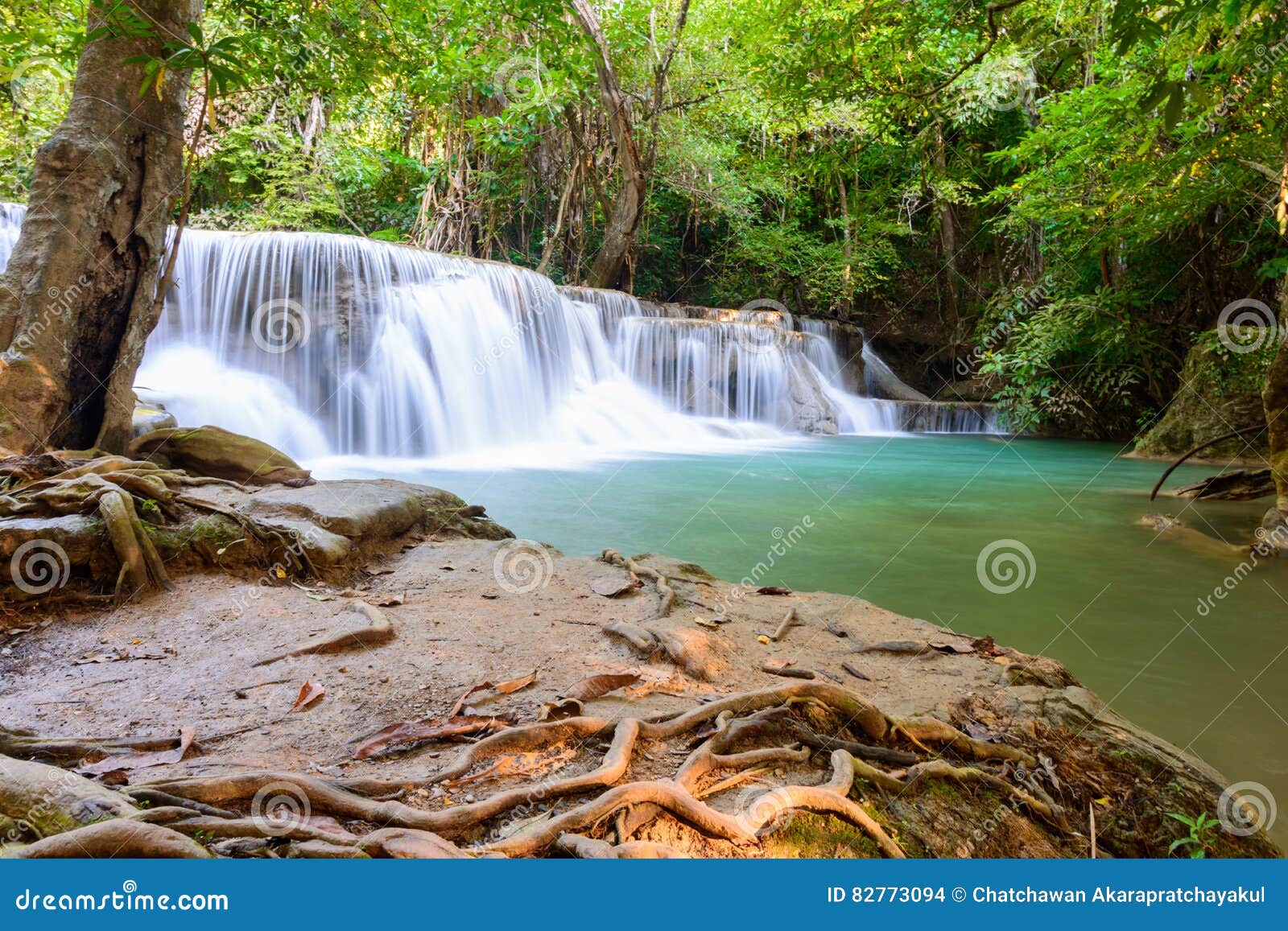 Waterfall in Tropical Forest with Tree Roots Foreground Stock Photo ...