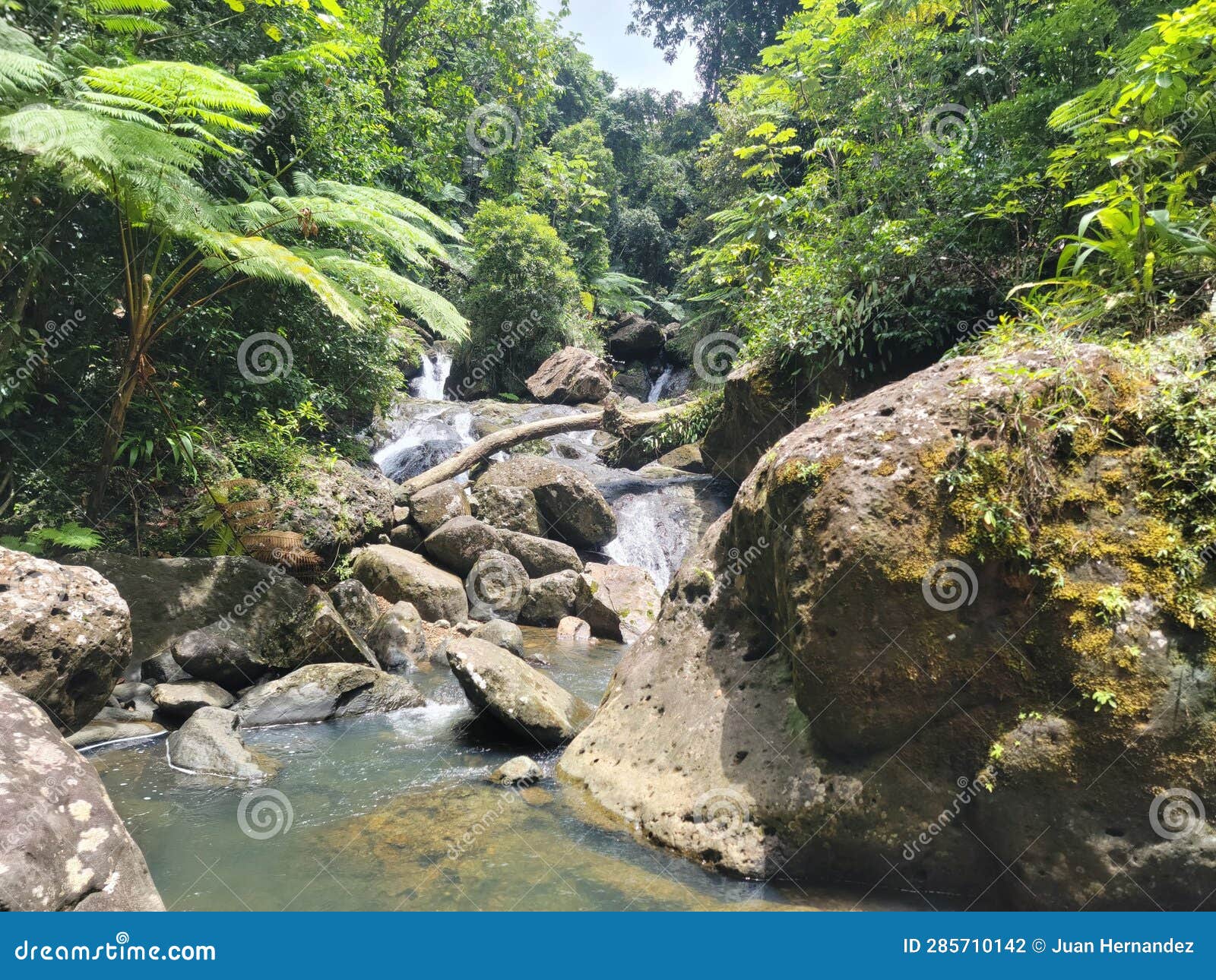 Waterfall at a Tropical Rain Forest Park at Puerto Rico Stock Photo ...