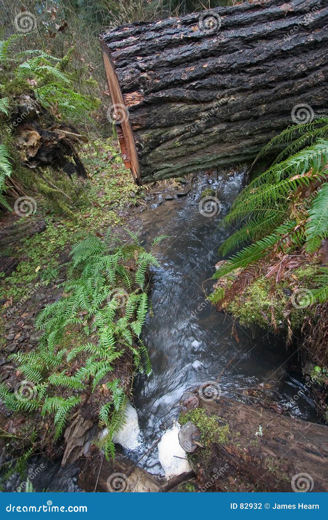 Waterfall Under Cut Tree Picture. Image: 82932
