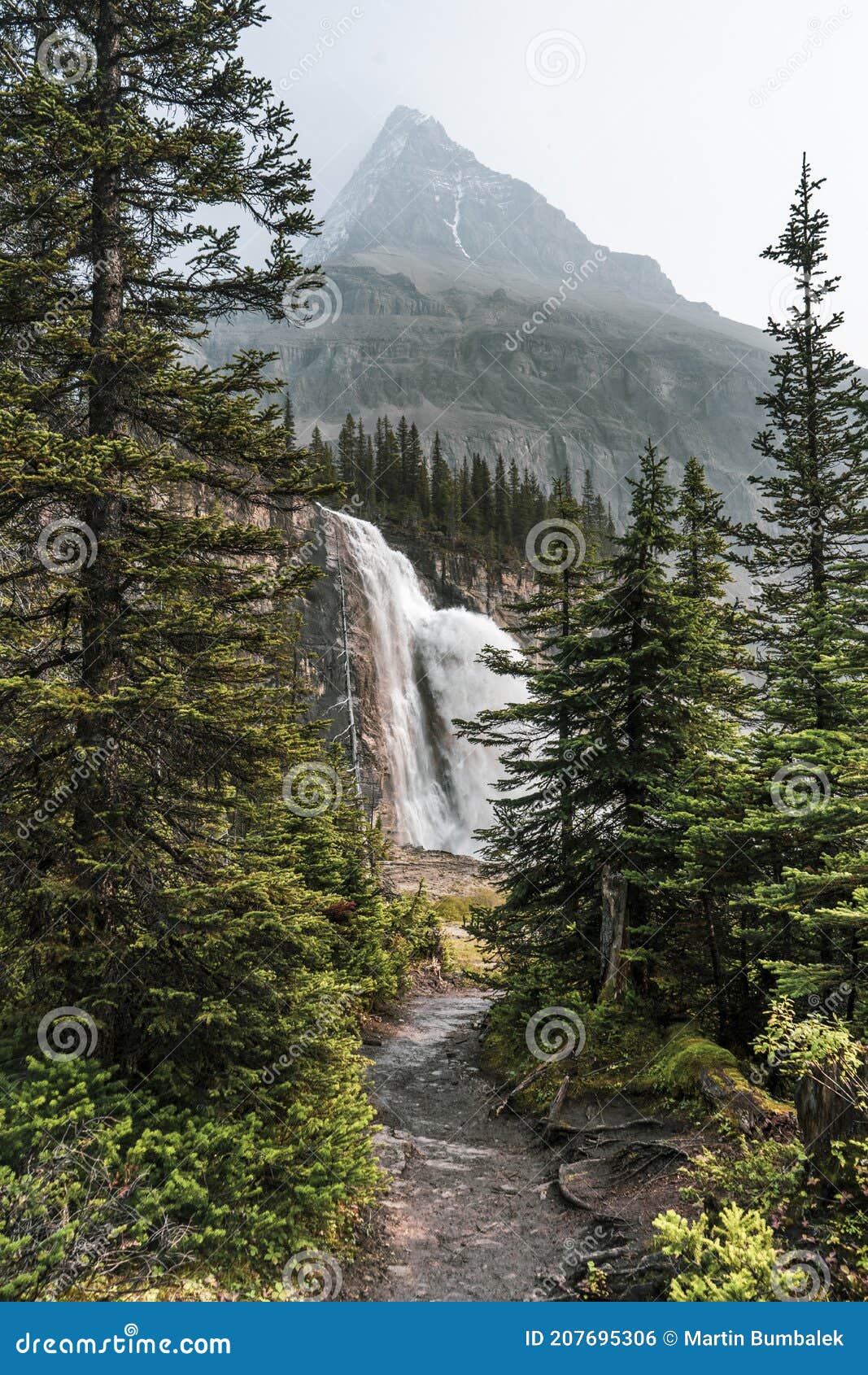Waterfall with View between a Pine Trees Stock Photo - Image of ...