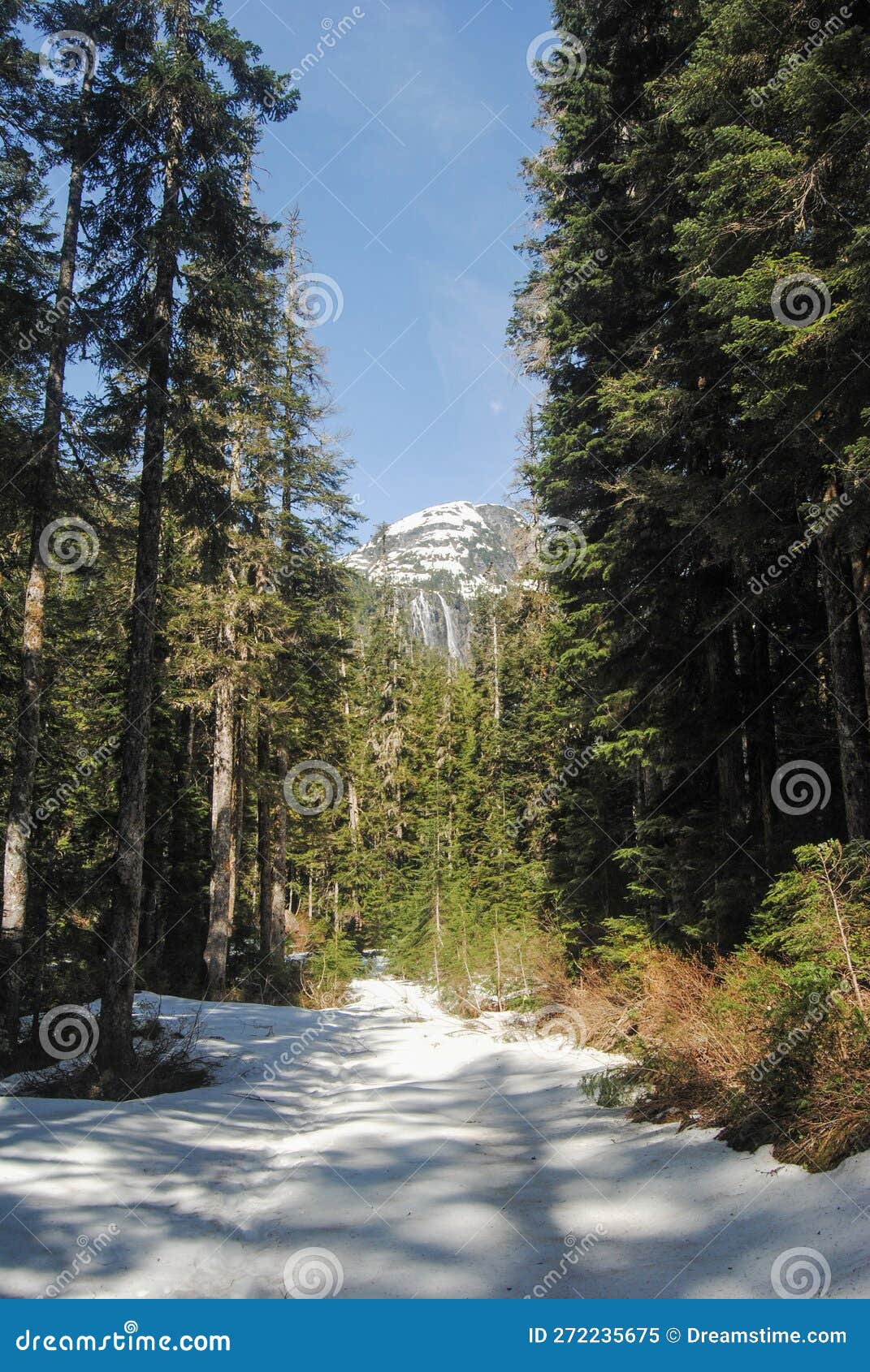 A Waterfall View through the Trees in Strathcona Provincial Park, BC ...
