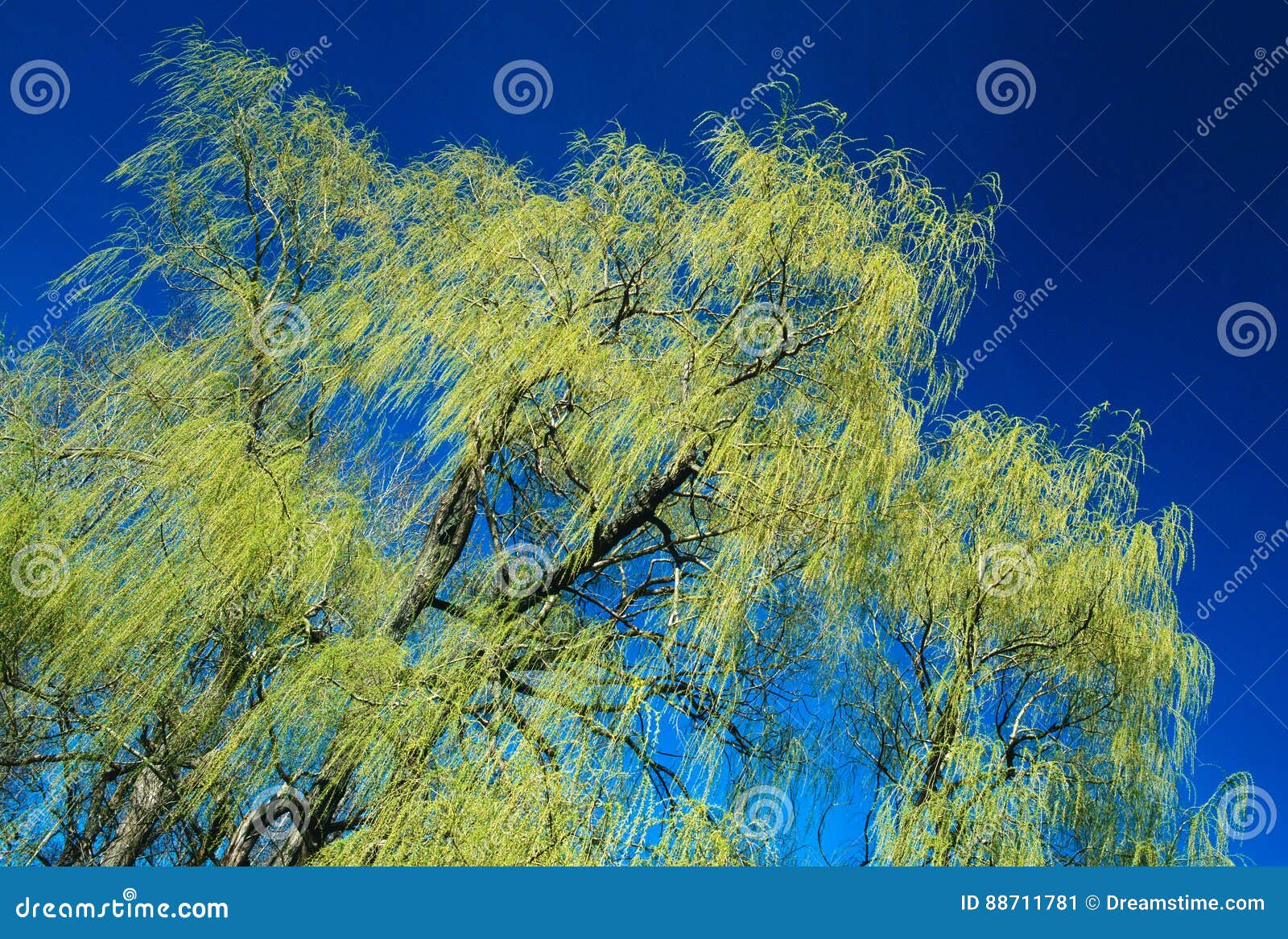 Waterfall willow stock image. Image of branches, giant - 88711781