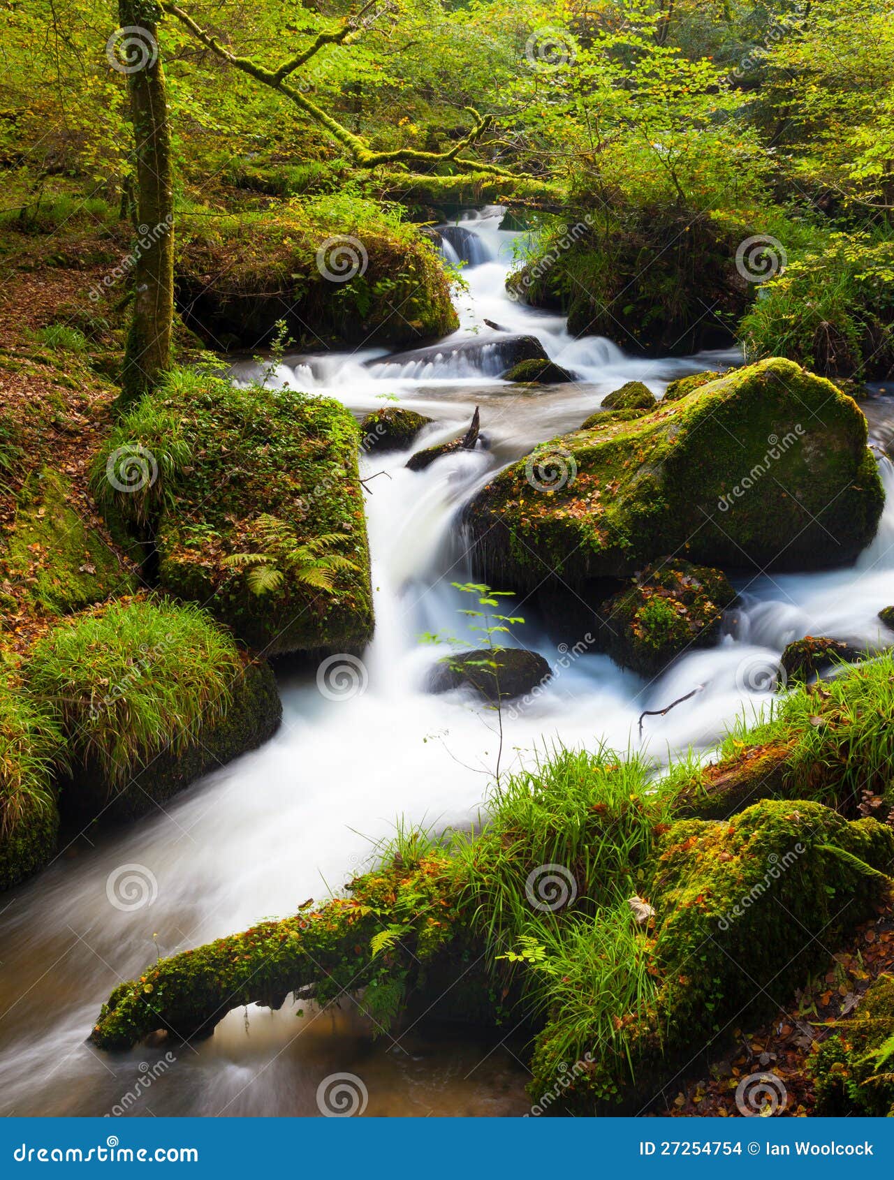 Waterfall in the Woods stock photo. Image of scenics - 27254754