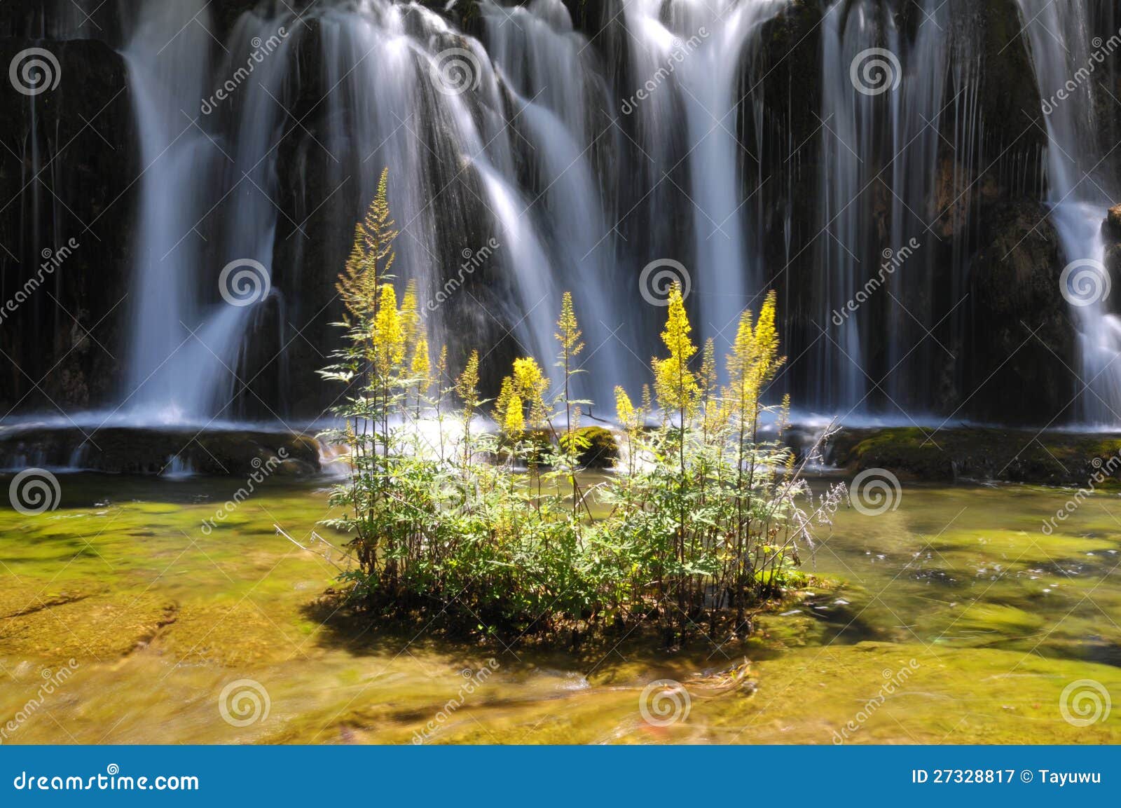 Waterfall and yellow plant stock image. Image of river - 27328817