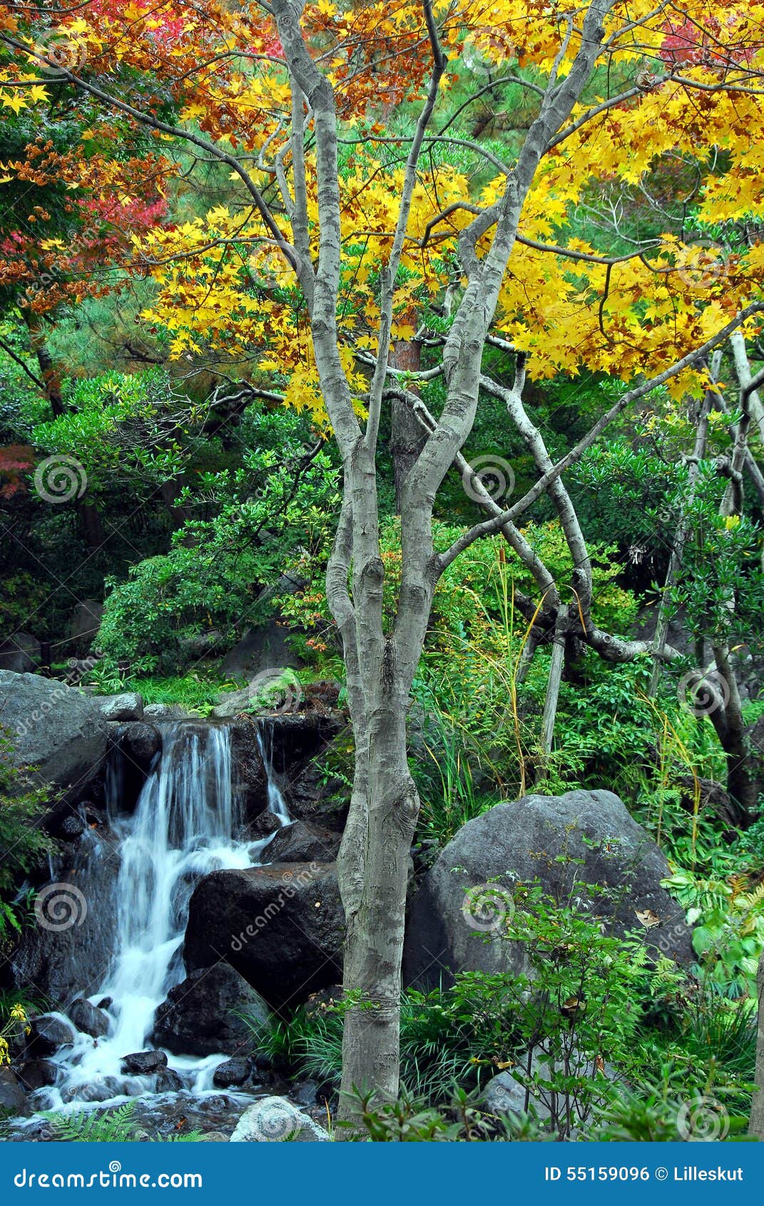 Waterfall and yellow tree stock photo. Image of colorful - 55159096