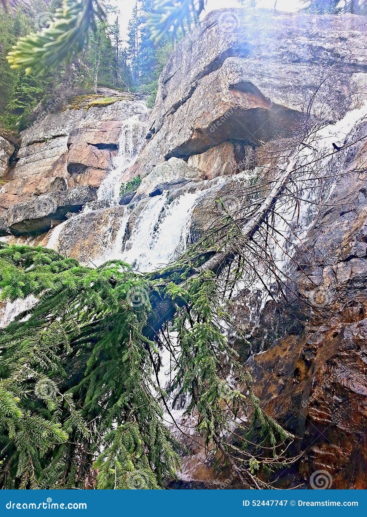 Waterfalls Brings Down Tree Stock Image - Image of waterfalls, tree ...