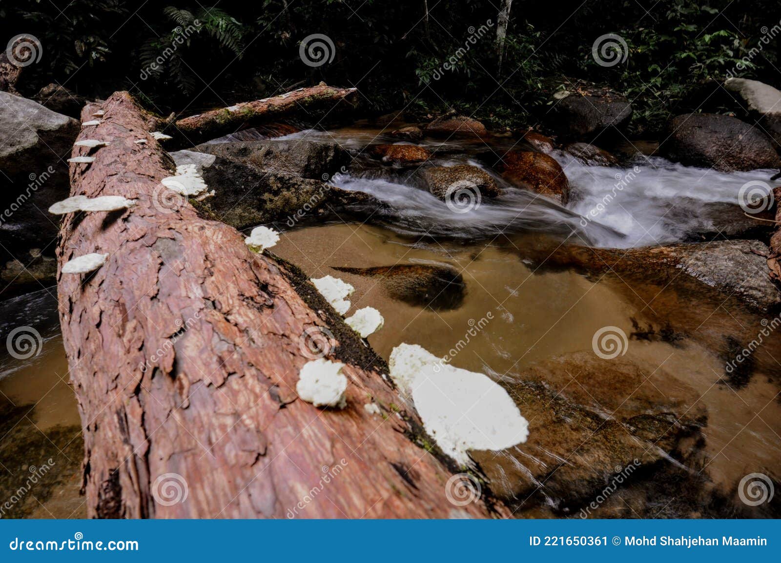 Objects and nature stock image. Image of forest, rocks - 221650361