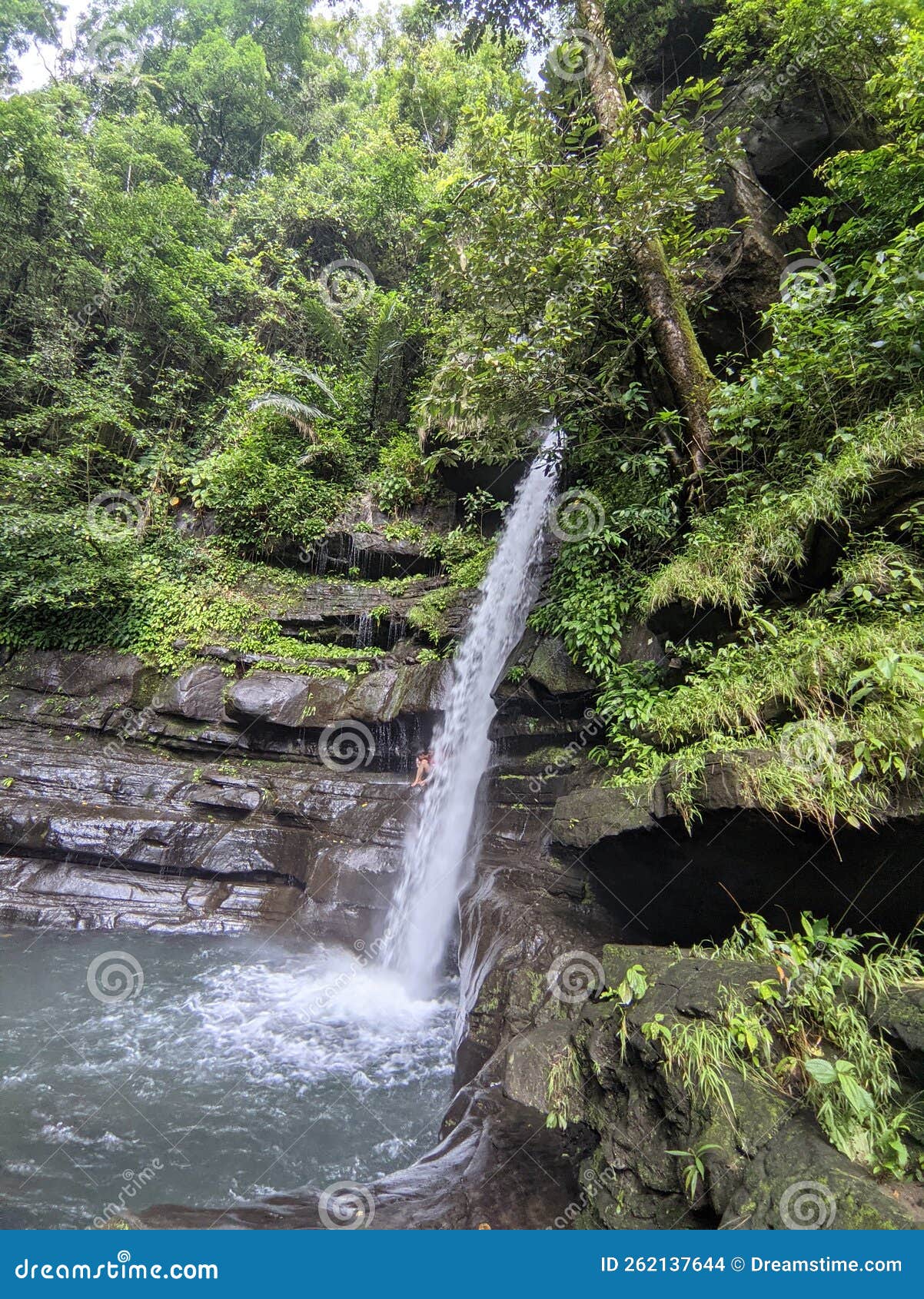 Waterfalls in the Forest and Big Trees Stock Photo - Image of ...