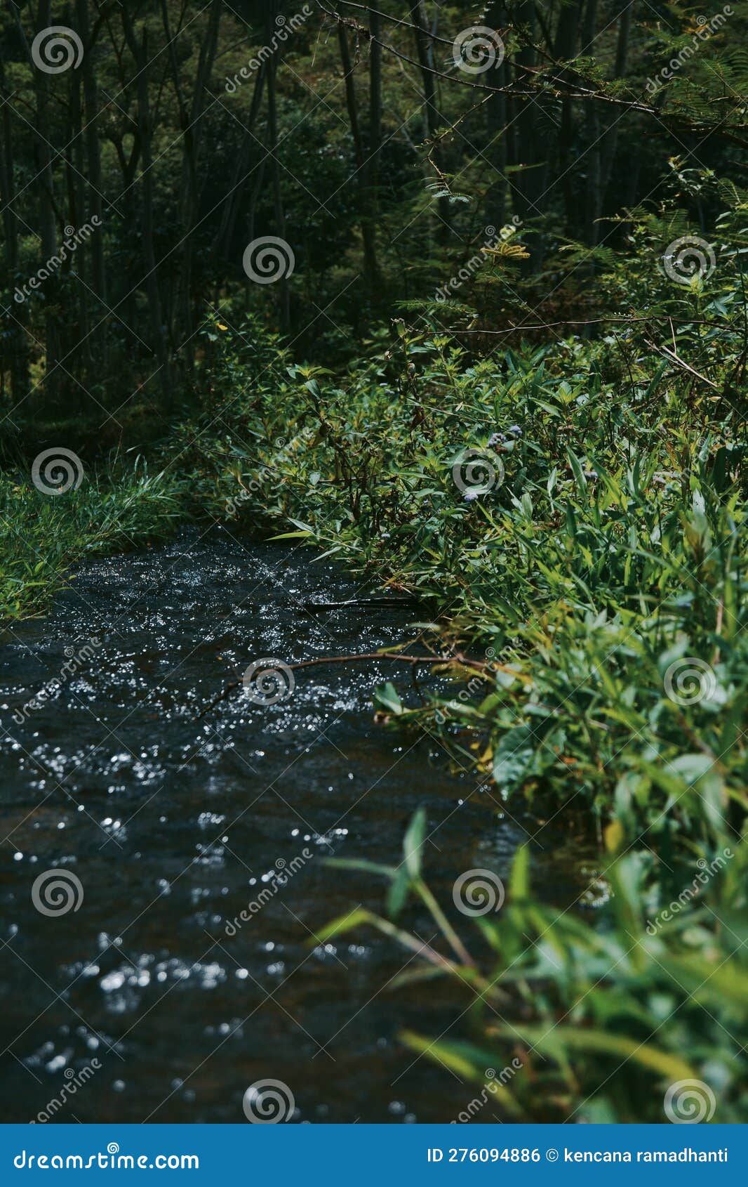Waterflow in the Middle of the Forest Stock Photo - Image of forestry ...