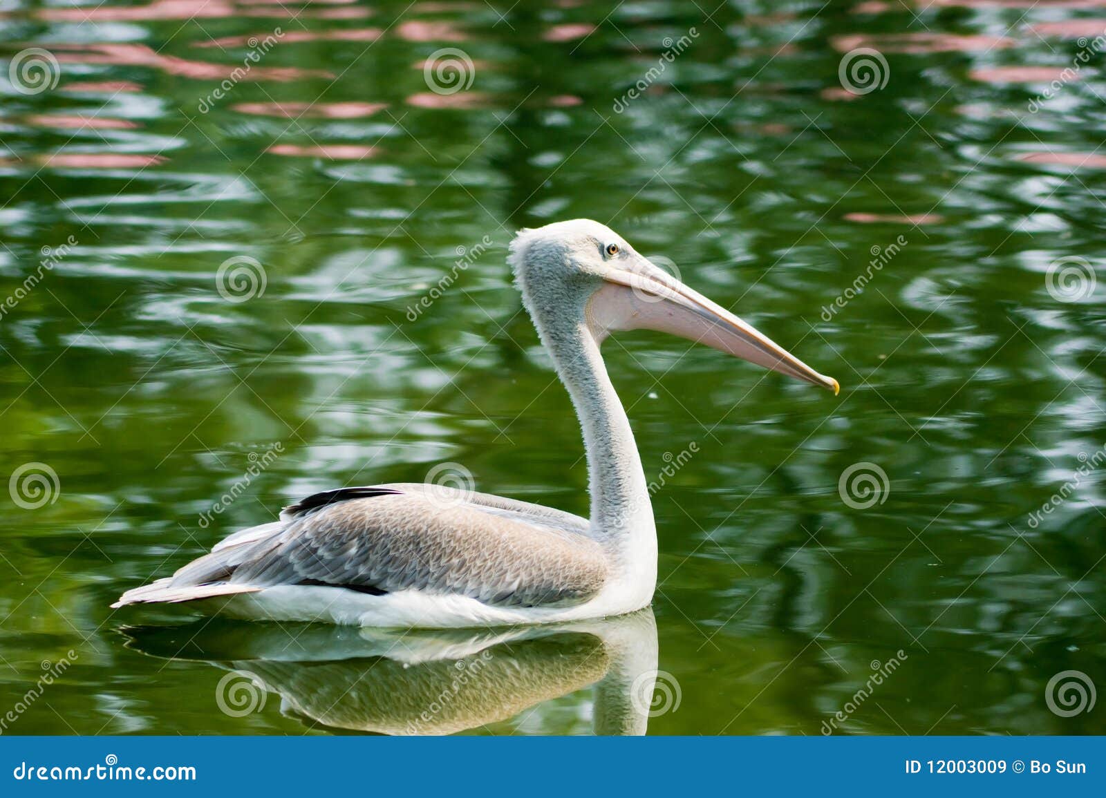 Waterfowl stock image. Image of reflection, still, bird - 12003009