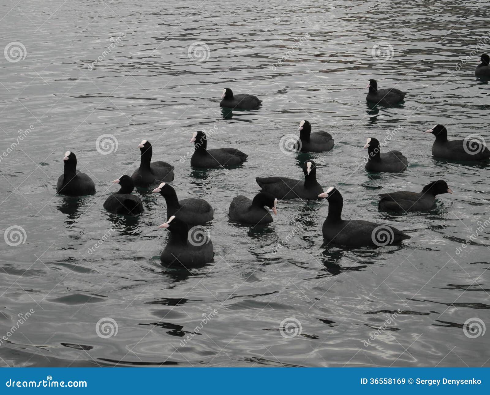 Waterfowl stock image. Image of gannet, hungry, black - 36558169