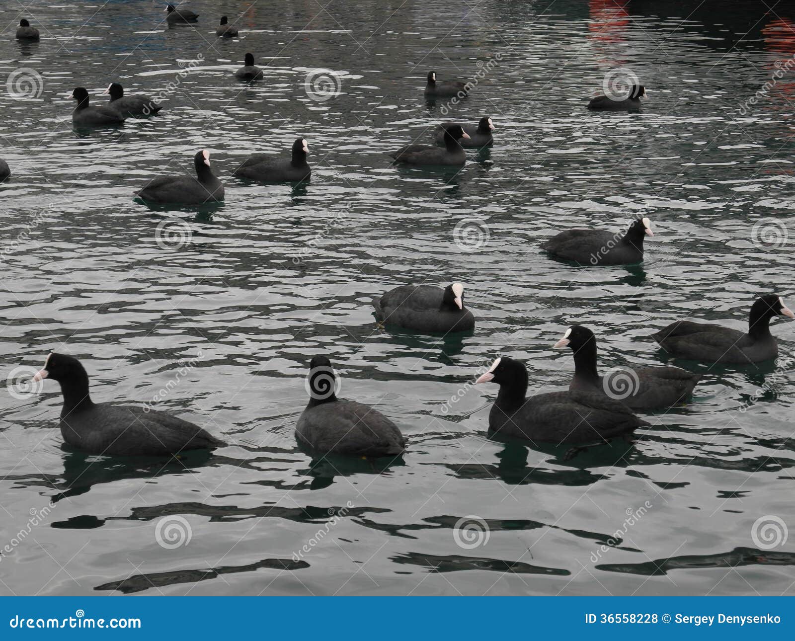 Waterfowl stock photo. Image of group, covey, fowl, collective - 36558228