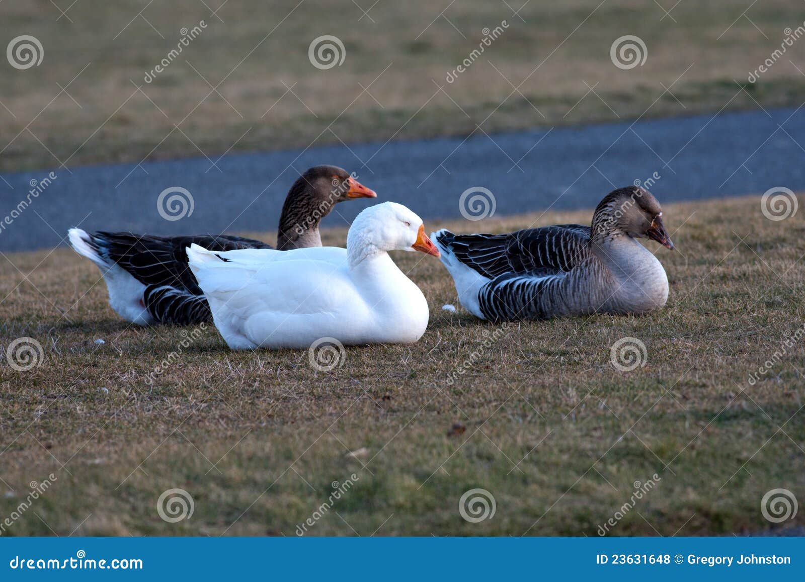 Waterfowl Together in the Park. Stock Photo - Image of fauna, outdoors ...
