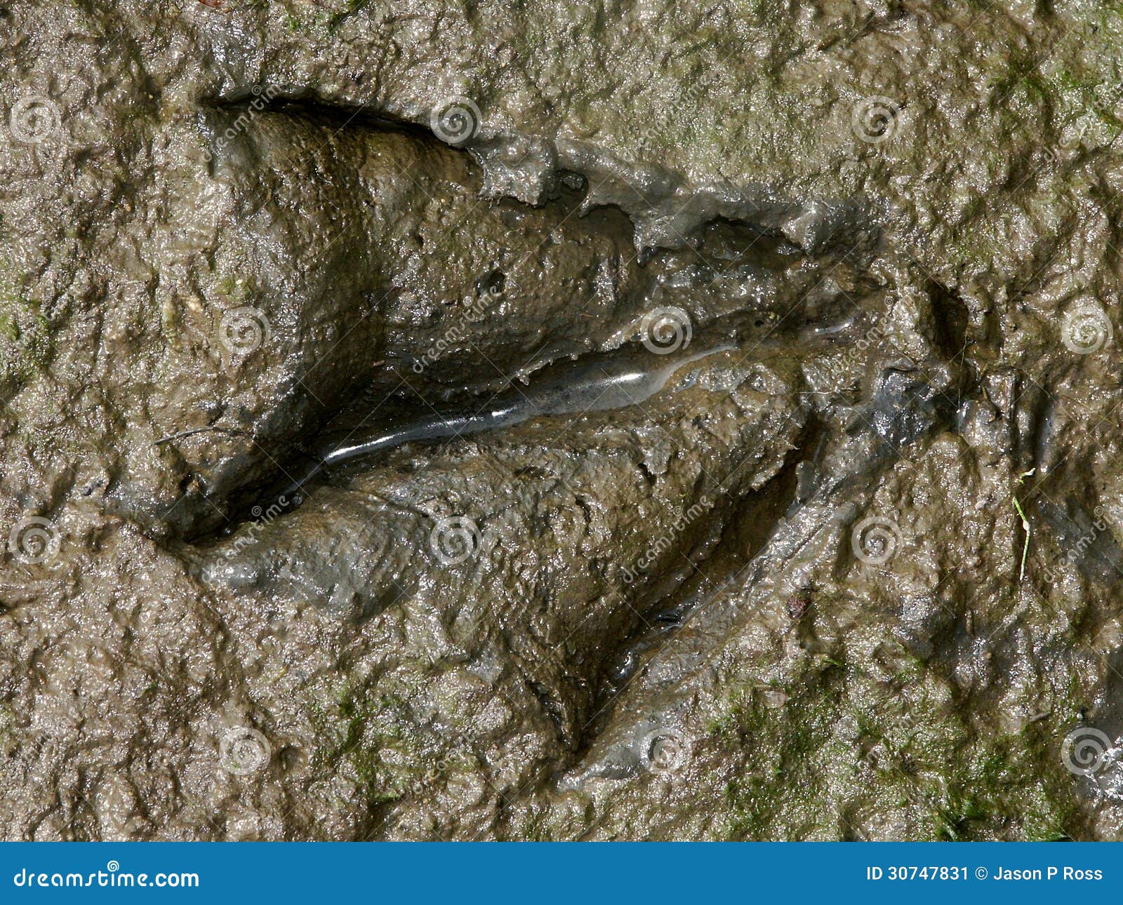 Waterfowl Track in Mud stock image. Image of outdoors - 30747831