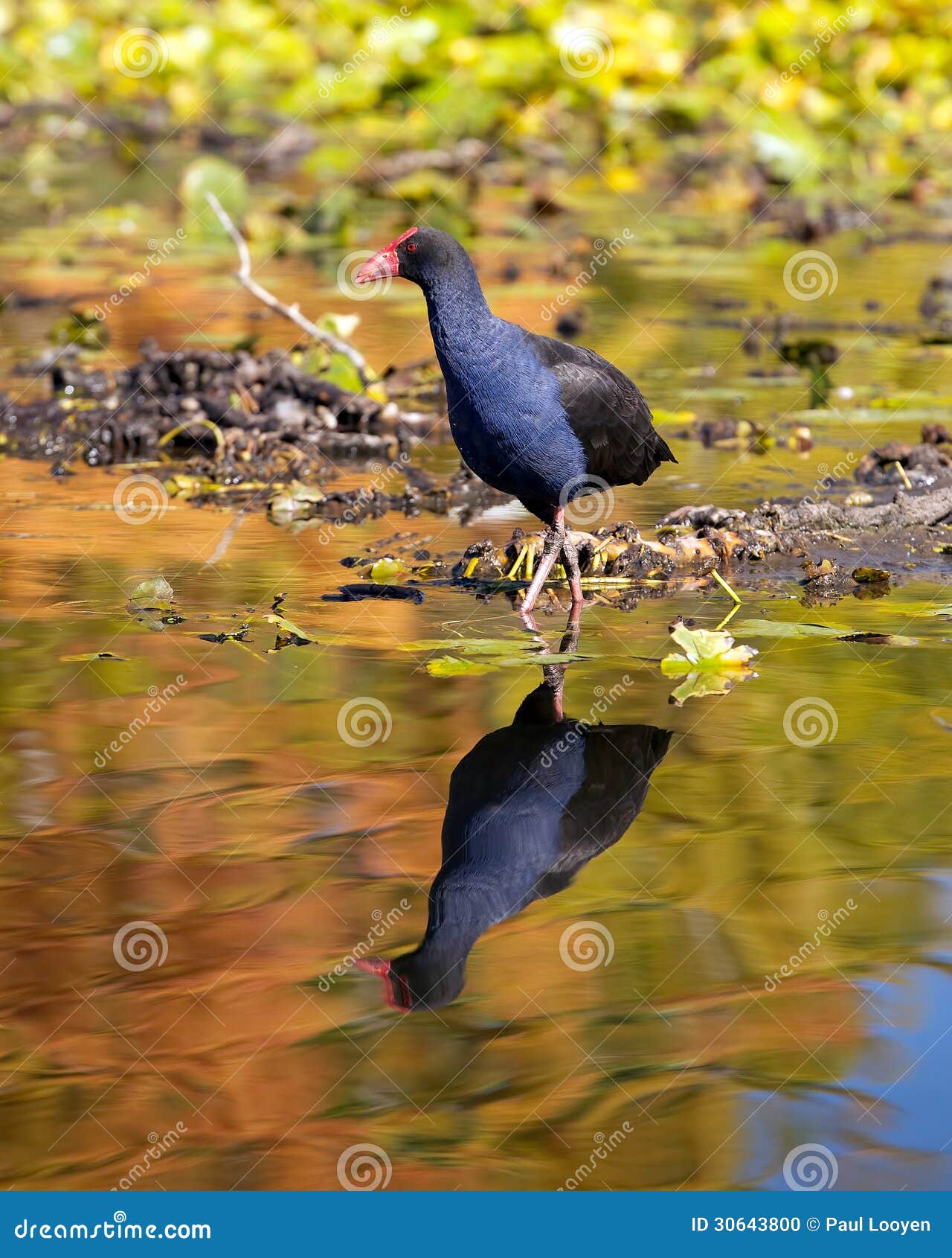 Waterfowl stock photo. Image of wild, reflection, birdwatching - 30643800