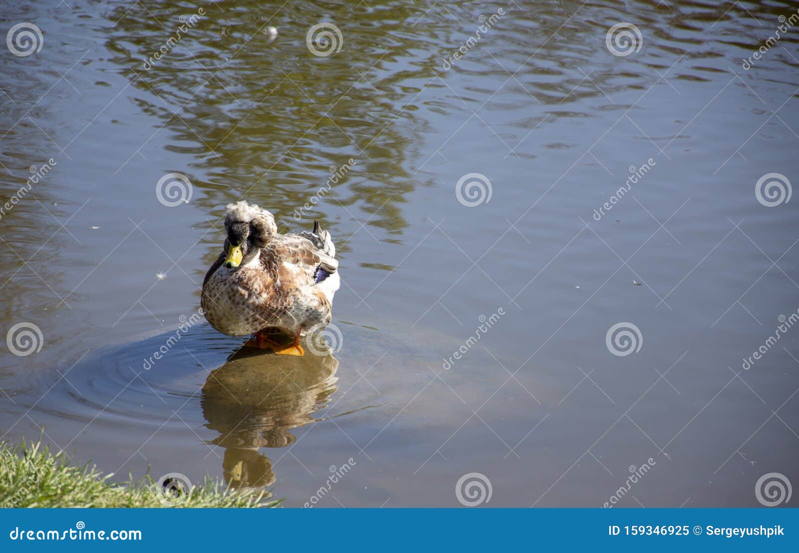 Waterfowl in the wild stock image. Image of environment - 159346925