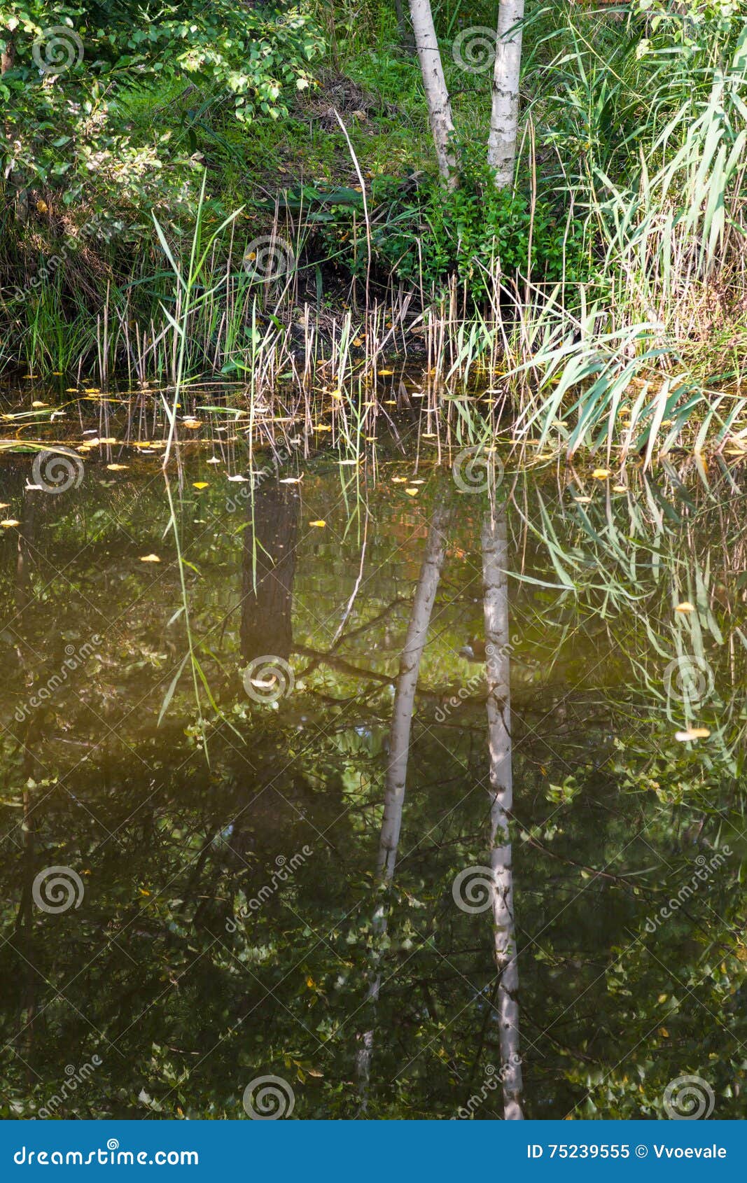 Waterfront of Forest Pond and Reflection of Trees Stock Image - Image ...