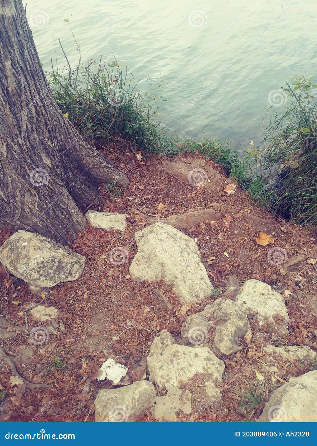 Waterfront with Tall Grass, Rocks and Tree Trunk Stock Photo - Image of ...
