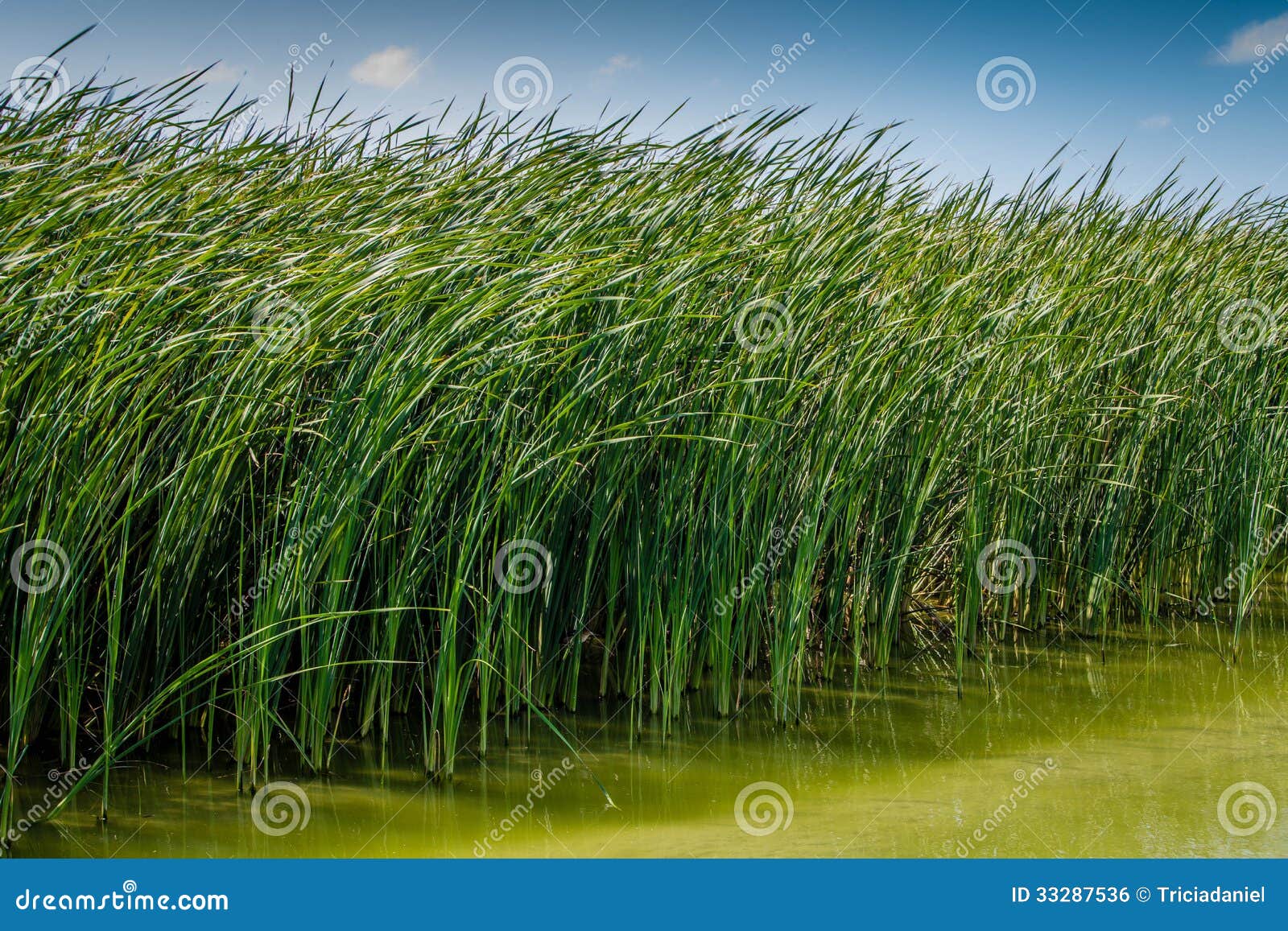 Watergras stock foto. Image of geboorte, centrum, groei - 33287536