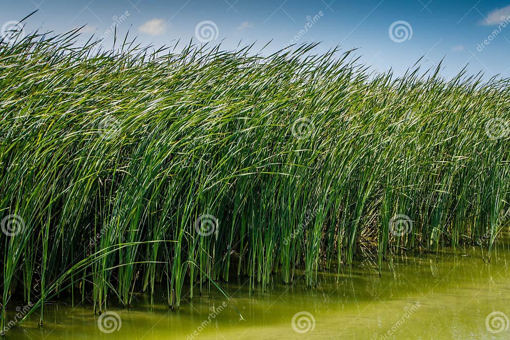 Watergras stock foto. Image of geboorte, centrum, groei - 33287536