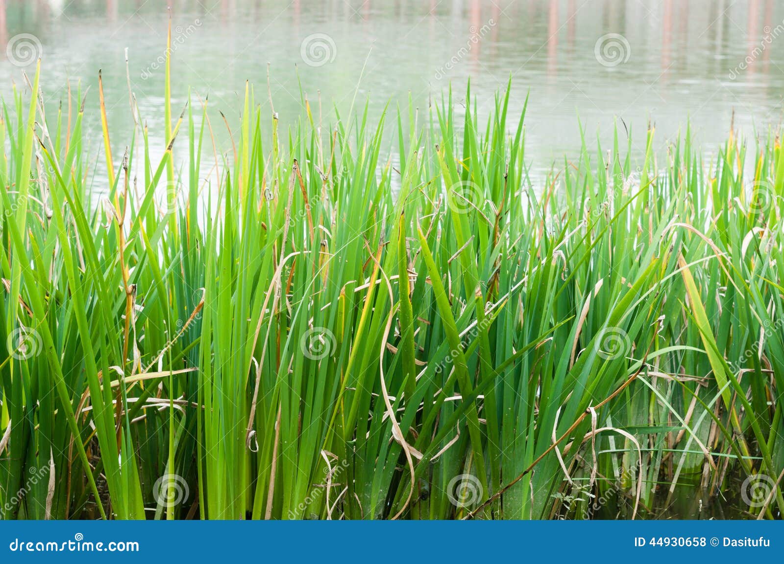 Watergras stock foto. Image of samenvatting, groei, installatie - 44930658