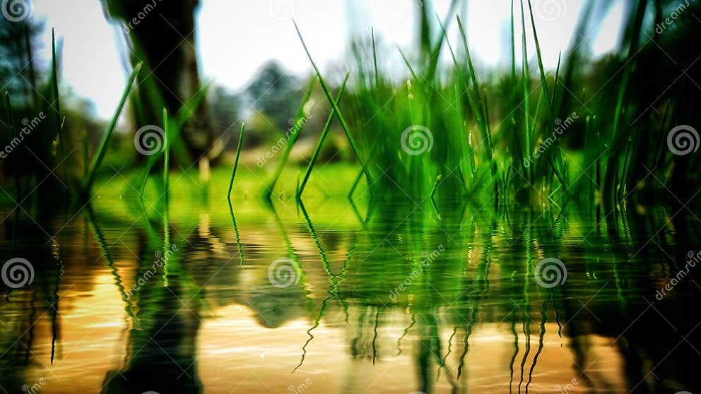 Watergrass stock photo. Image of country, grass, water - 133707862