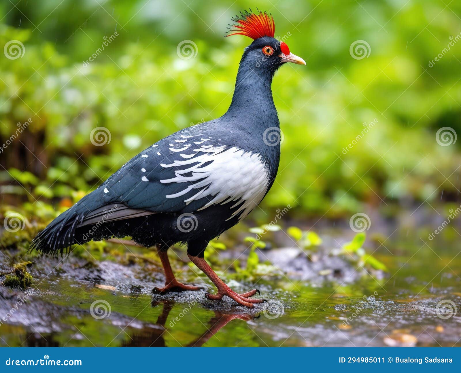 Waterhen stock illustration. Illustration of bird, looking - 294985011