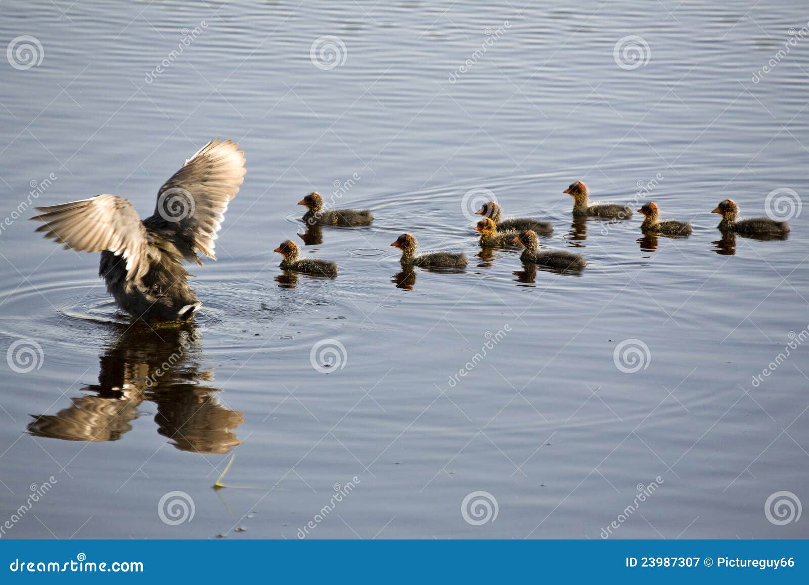 Waterhen Babies stock image. Image of white, swim, chick - 23987307