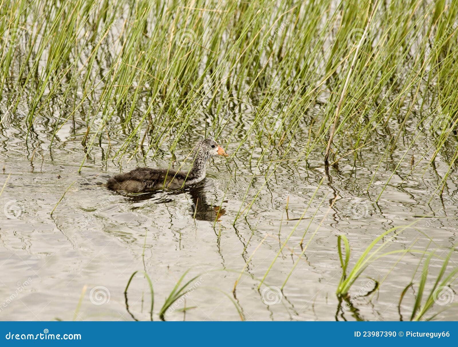 Waterhen Baby stock photo. Image of bird, plumage, fauna - 23987390