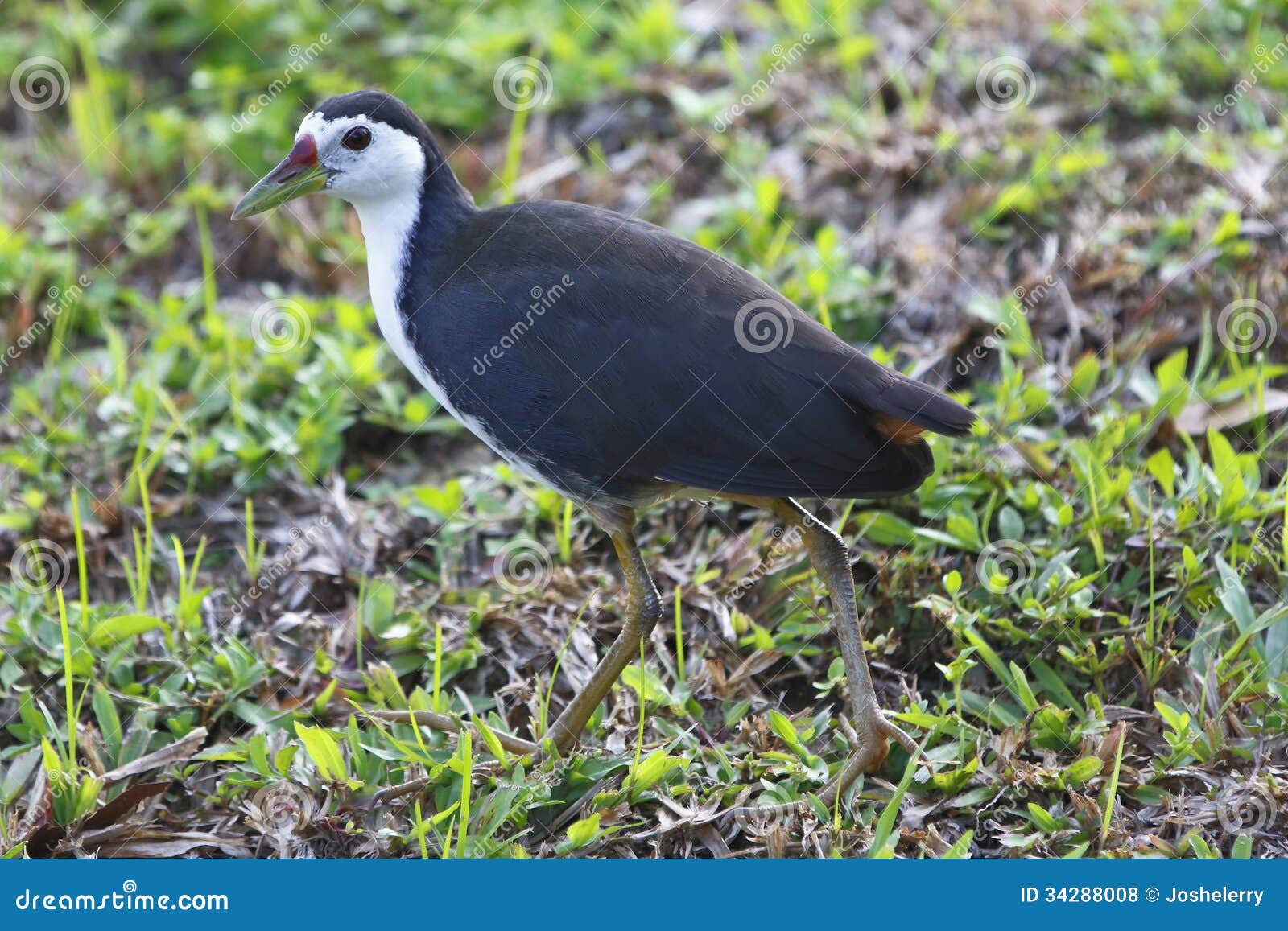 Waterhen stock photo. Image of bird, wings, predator - 34288008