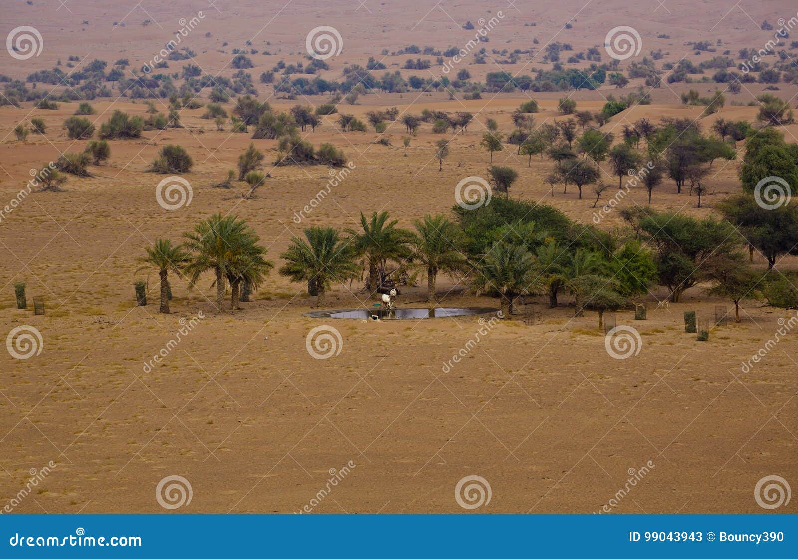 An oasis in desert stock image. Image of maya, desert - 99043943