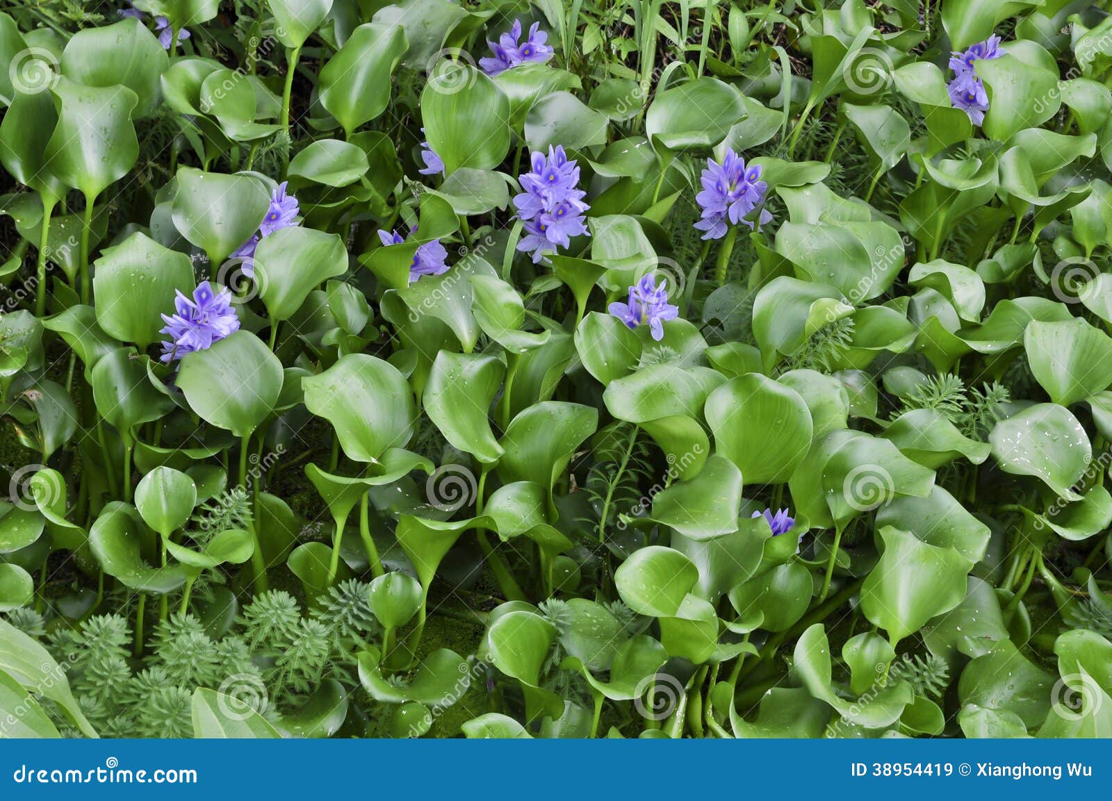 Waterhyacint stock afbeelding. Image of tijd, masai, blauw - 38954419